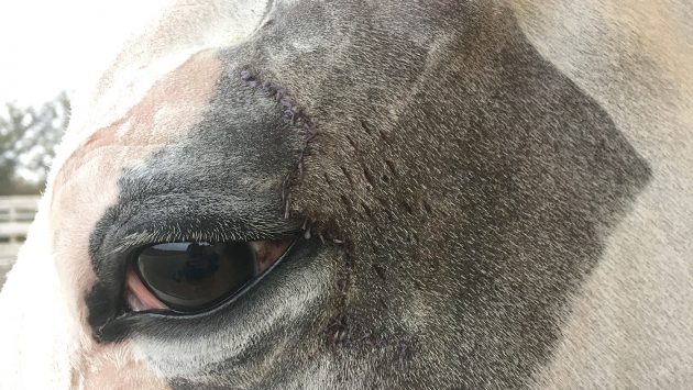At the cutting edge: equine eyelid surgery - Horse & Hound