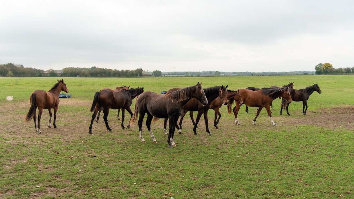 Expert advice on when to sell horse | Horse & Hound