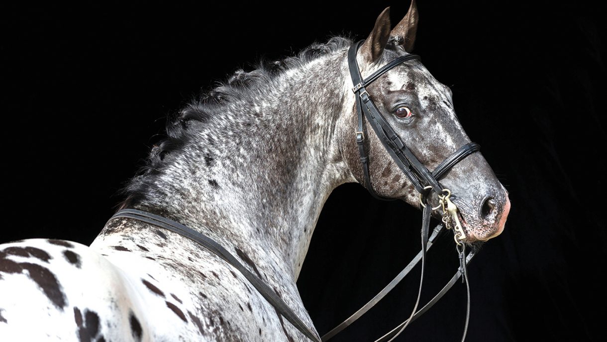 Appaloosa horses: the colourful horse with prehistoric roots