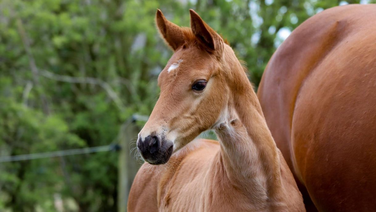 14 incredibly cute foals to help brighten your day - Horse & Hound
