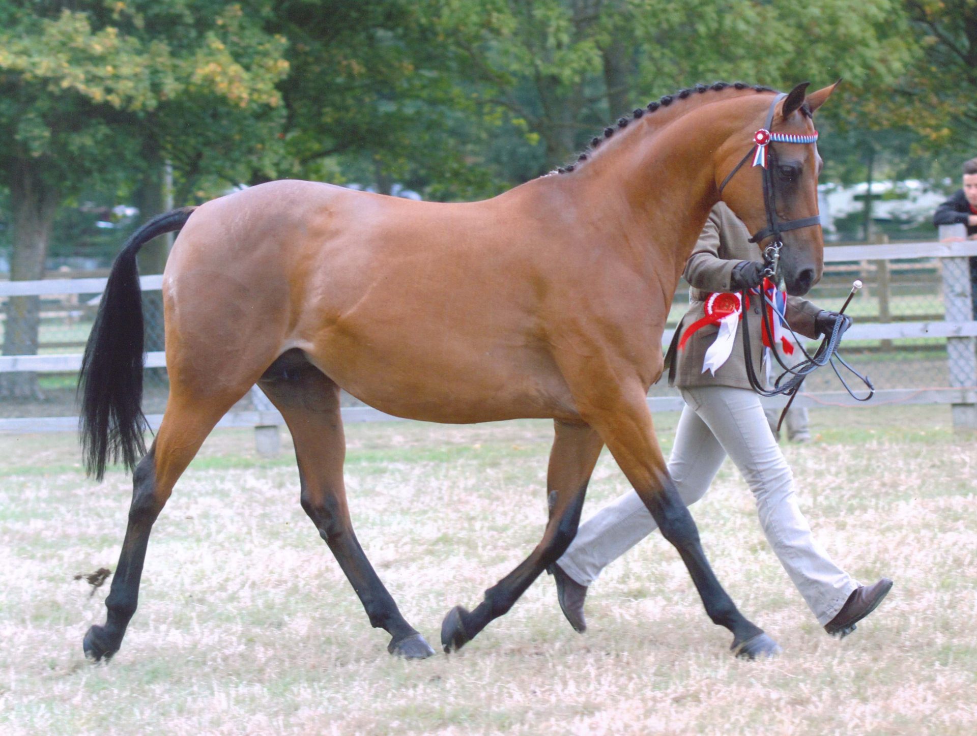 ‘She enriched our lives’ — Farewell to HOYS and RIHS winning show pony ...