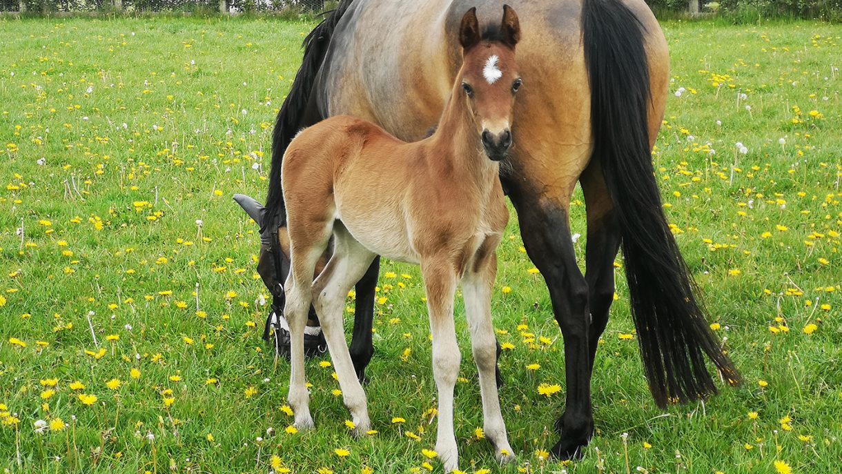 14 incredibly cute foals to help brighten your day - Horse & Hound
