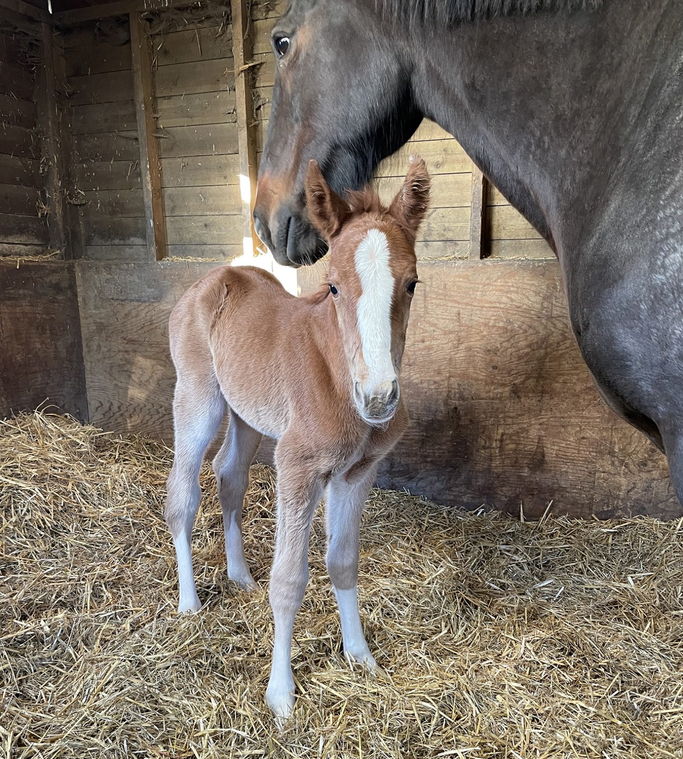 14 incredibly cute foals to help brighten your day - Horse & Hound