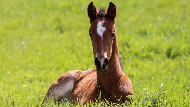 14 incredibly cute foals to help brighten your day - Horse & Hound