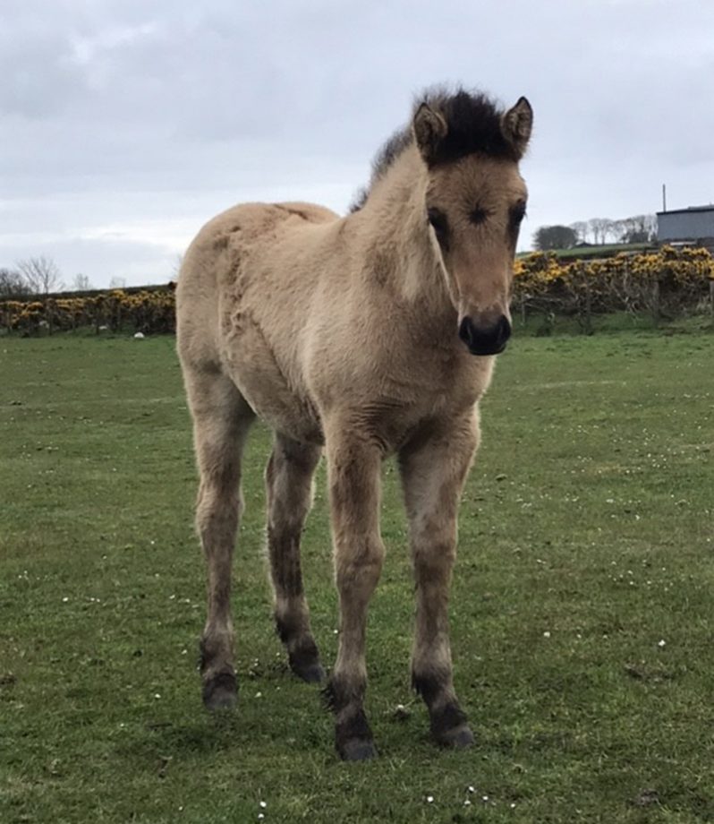 14 incredibly cute foals to help brighten your day - Horse & Hound