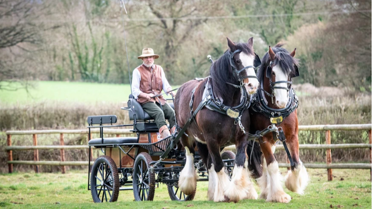 Shire horses - Horse & Hound