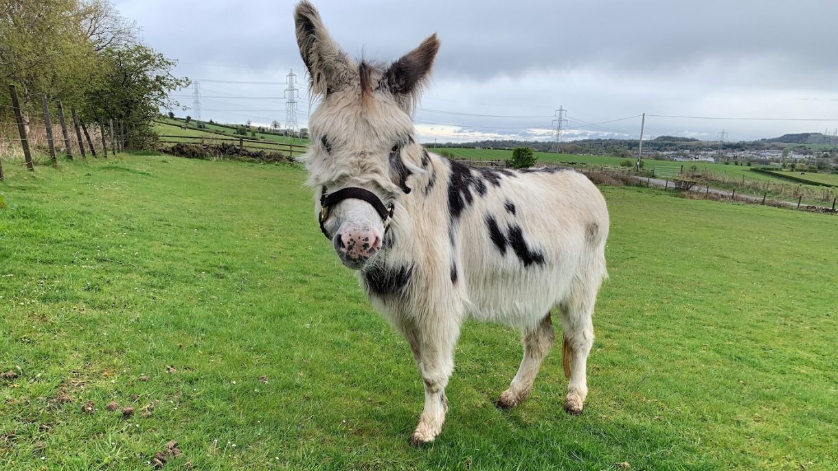 Donkey on the mend after charities step in to provide ‘life-saving ...