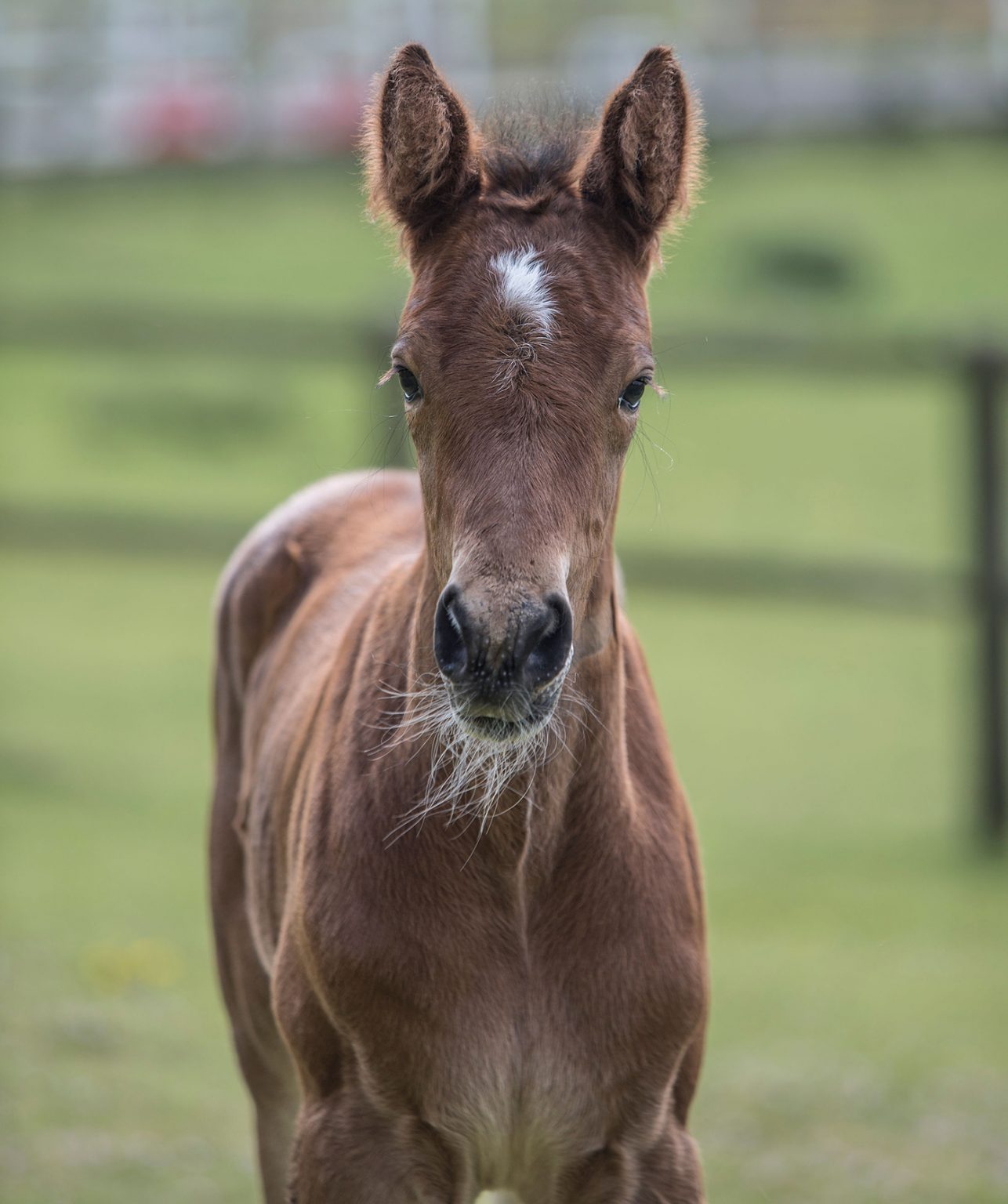 14 incredibly cute foals to help brighten your day - Horse & Hound