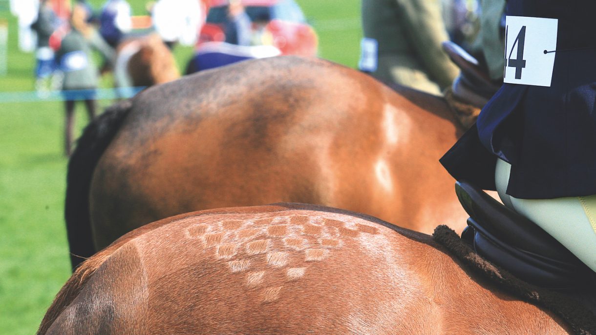 Societies join forces to promote British Riding Pony - Horse & Hound