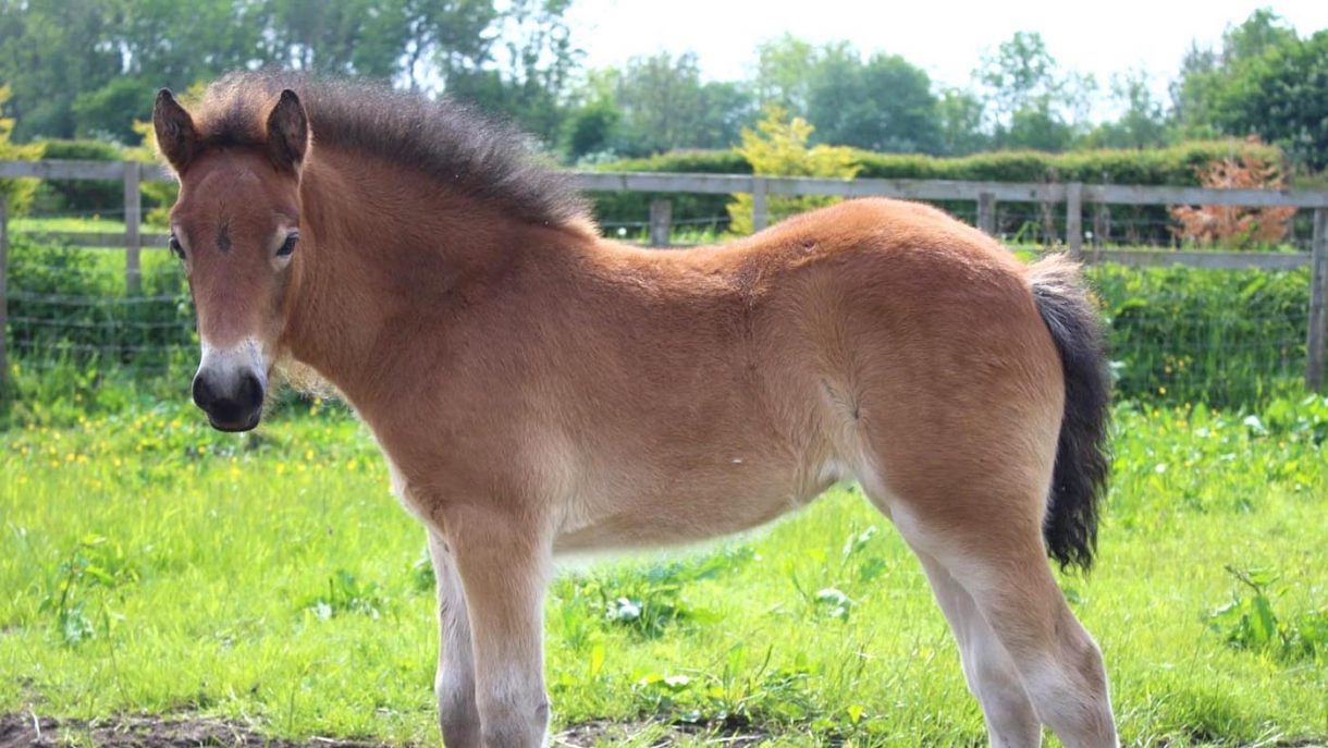 21 super-cute foals to help get you through the week - Horse & Hound