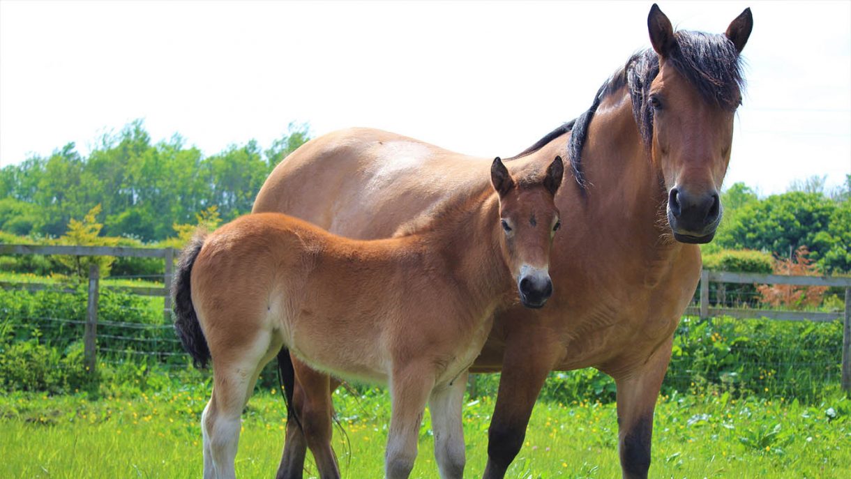 21 super-cute foals to help get you through the week - Horse & Hound