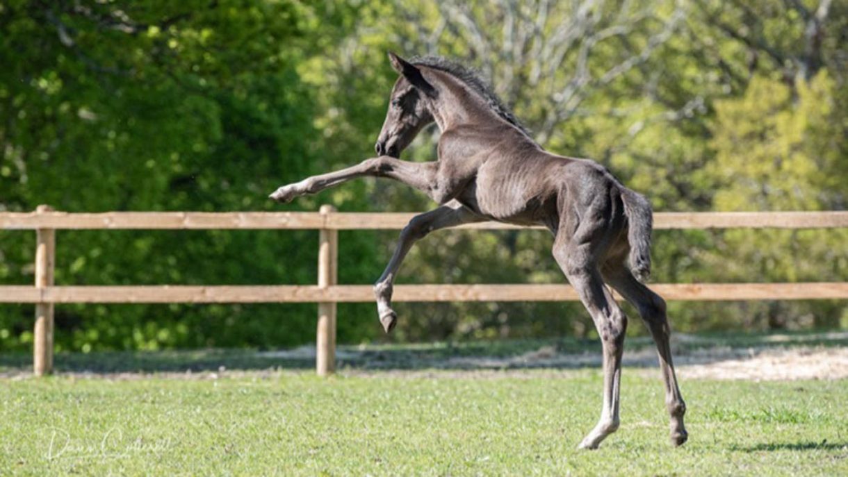 21 super-cute foals to help get you through the week - Horse & Hound