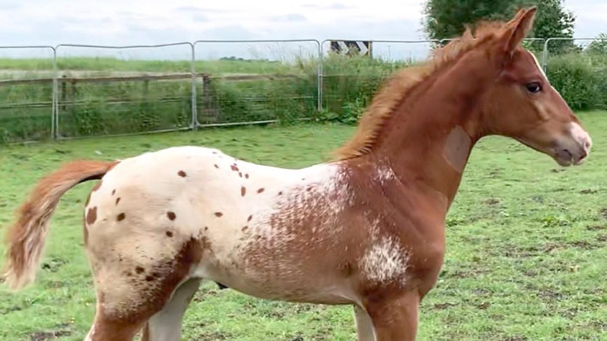 21 super-cute foals to help get you through the week - Horse & Hound