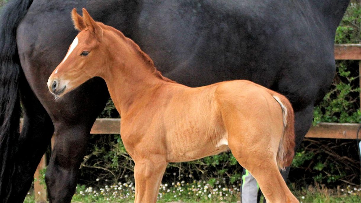 21 super-cute foals to help get you through the week - Horse & Hound