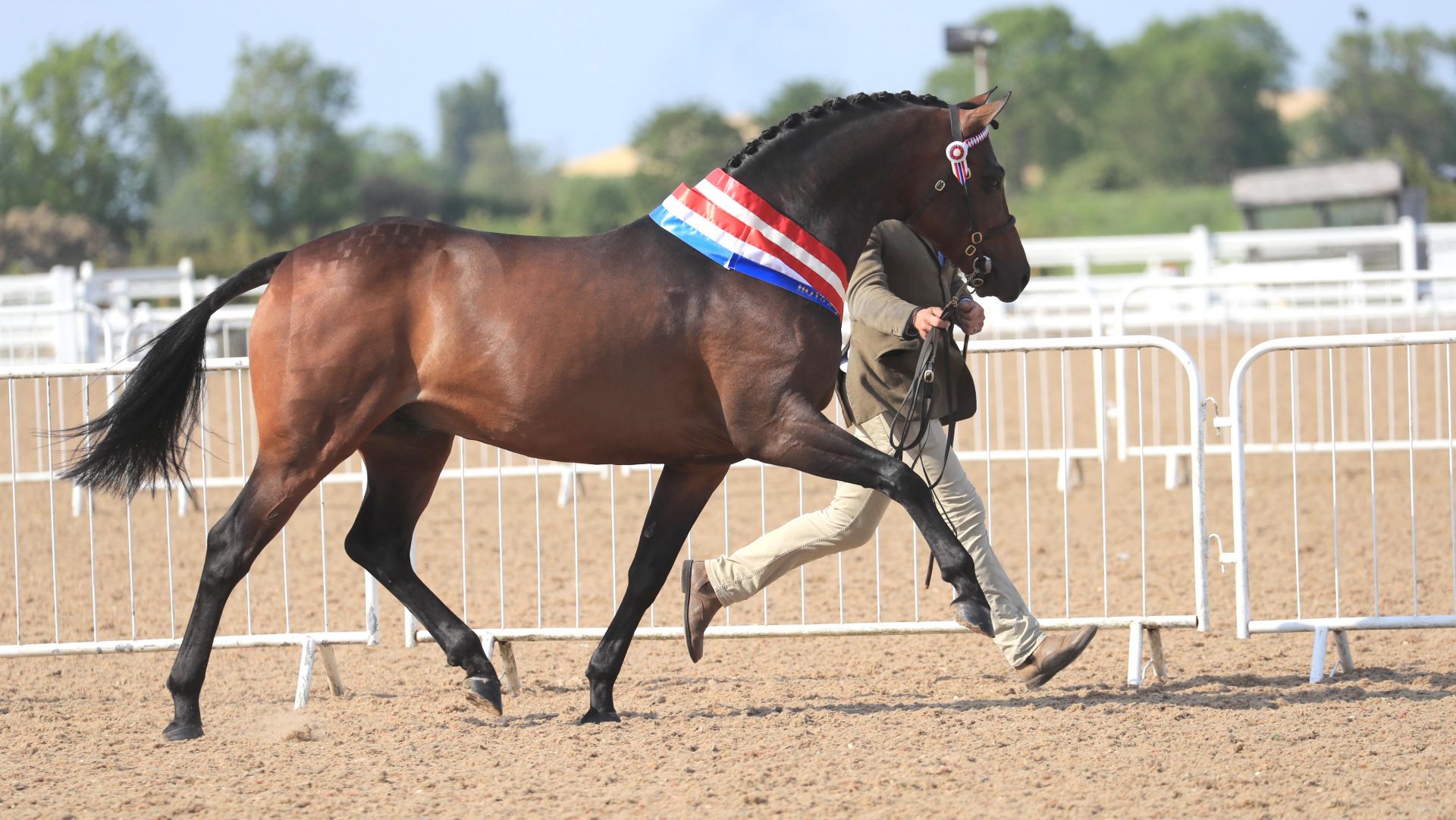 Sir Henry steps up at Midlands Counties *H&H Plus* - Horse & Hound