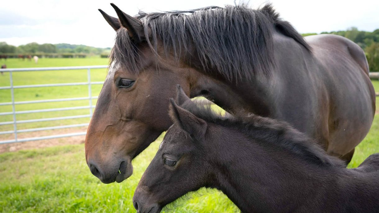 21 super-cute foals to help get you through the week - Horse & Hound