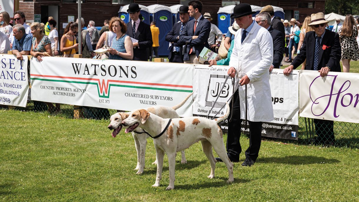 ‘Remarkable victory’ at the South of England hound show *H&H Plus ...