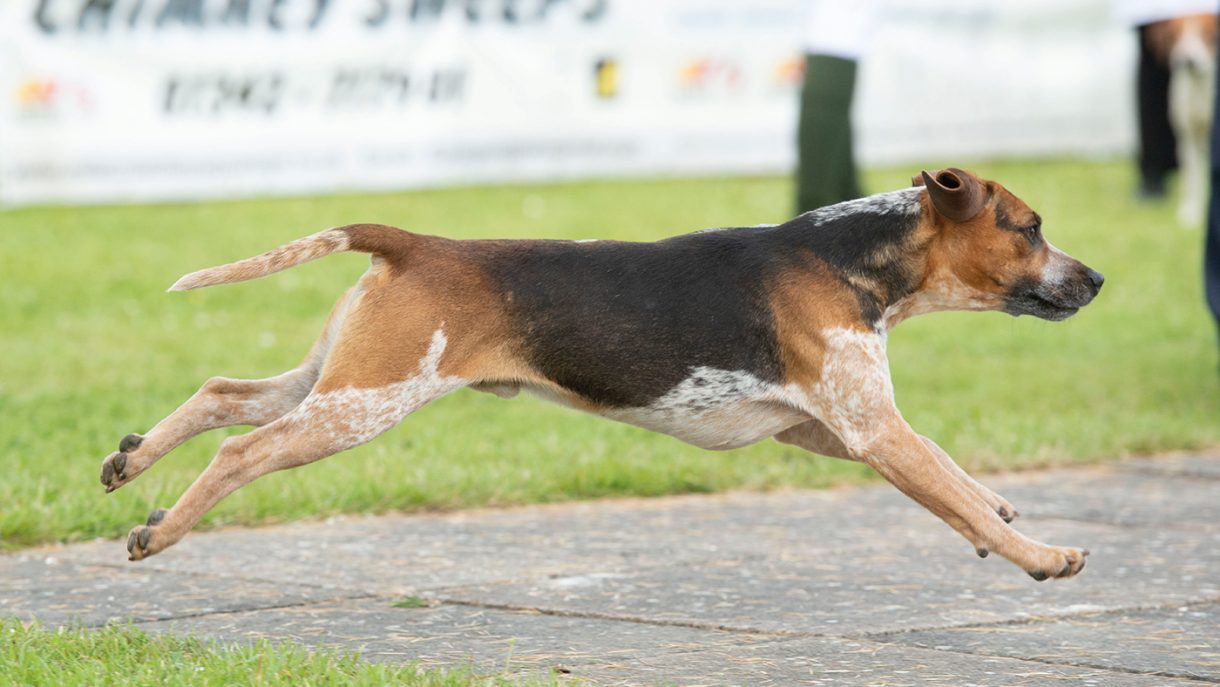 ‘Remarkable victory’ at the South of England hound show *H&H Plus ...