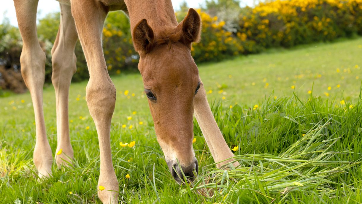 21 super-cute foals to help get you through the week - Horse & Hound