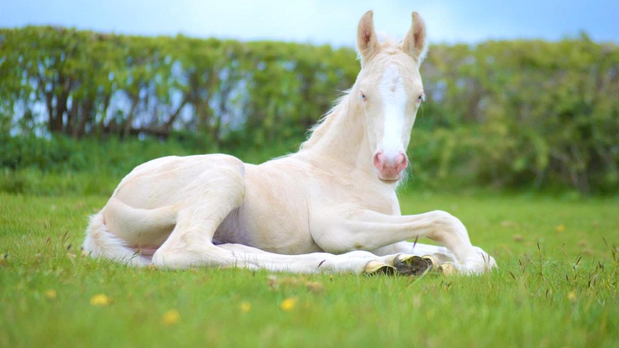 21 super-cute foals to help get you through the week - Horse & Hound
