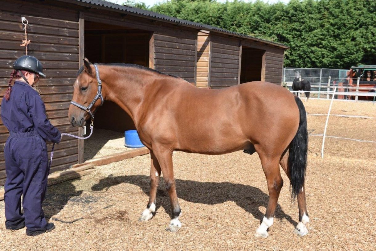 Ban for owner of grossly obese horse rescued by welfare charity