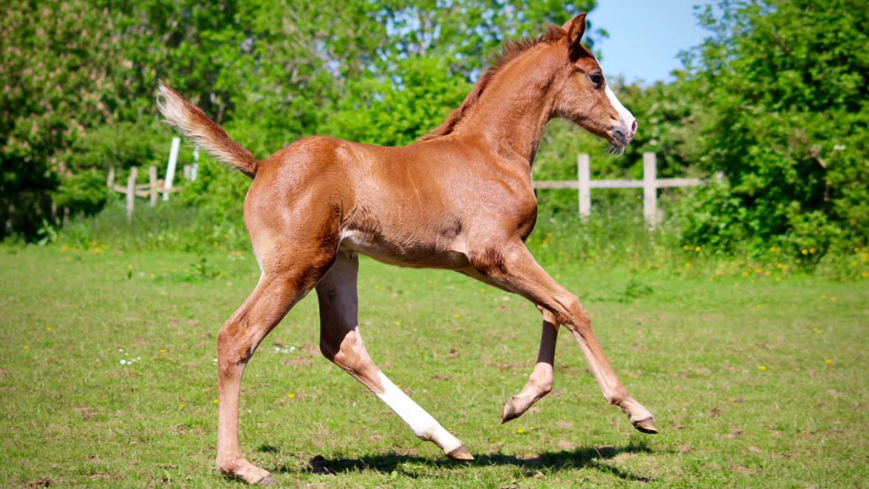 21 super-cute foals to help get you through the week - Horse & Hound