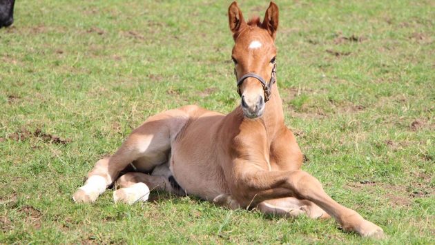 21 super-cute foals to help get you through the week - Horse & Hound