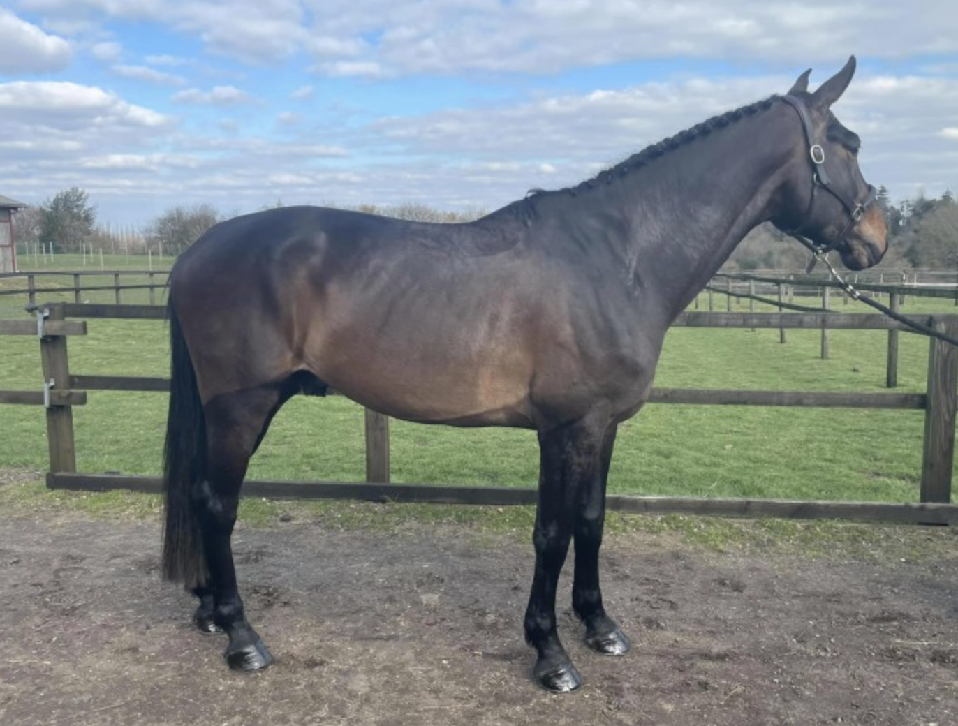 Wonderful warmbloods that will make you say wow (and want to own them ...
