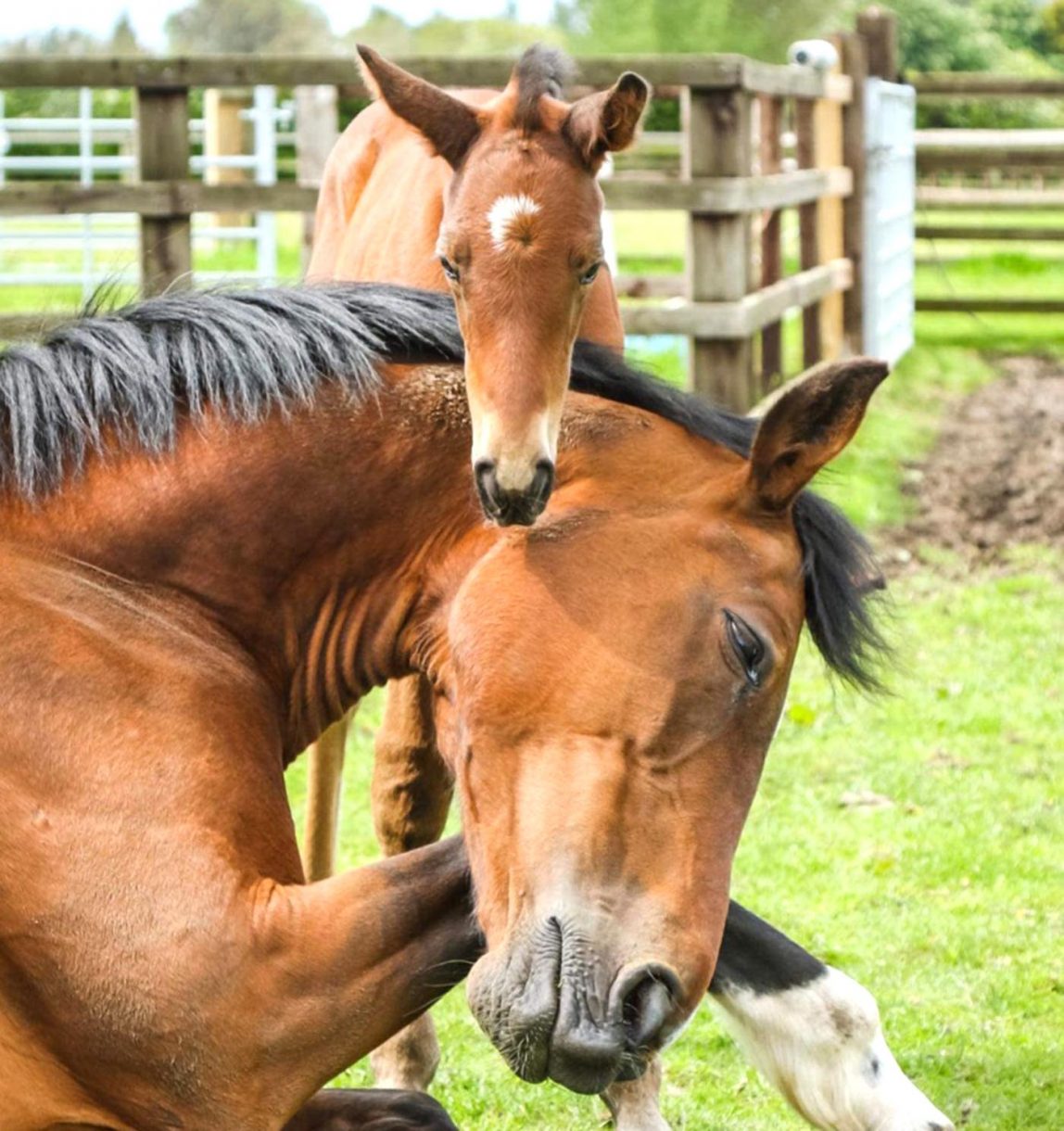 21 super-cute foals to help get you through the week - Horse & Hound