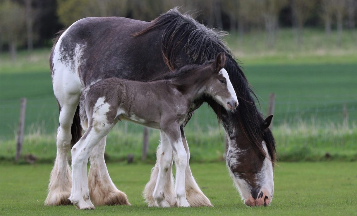 Rare horse breeds from around the world - Horse & Hound