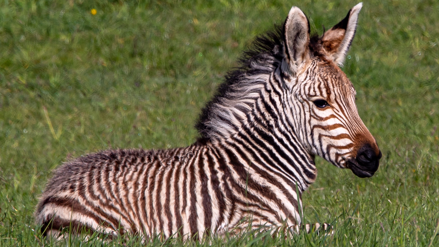 Joy as zoo welcomes safe arrival of two extremely rare foals - Horse ...
