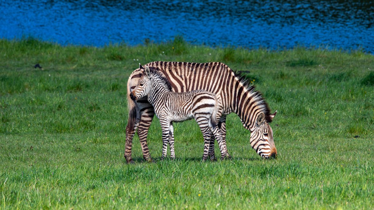 Joy as zoo welcomes safe arrival of two extremely rare foals - Horse ...