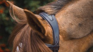 Best flash bridles for everyday riding and competition | Horse & Hound