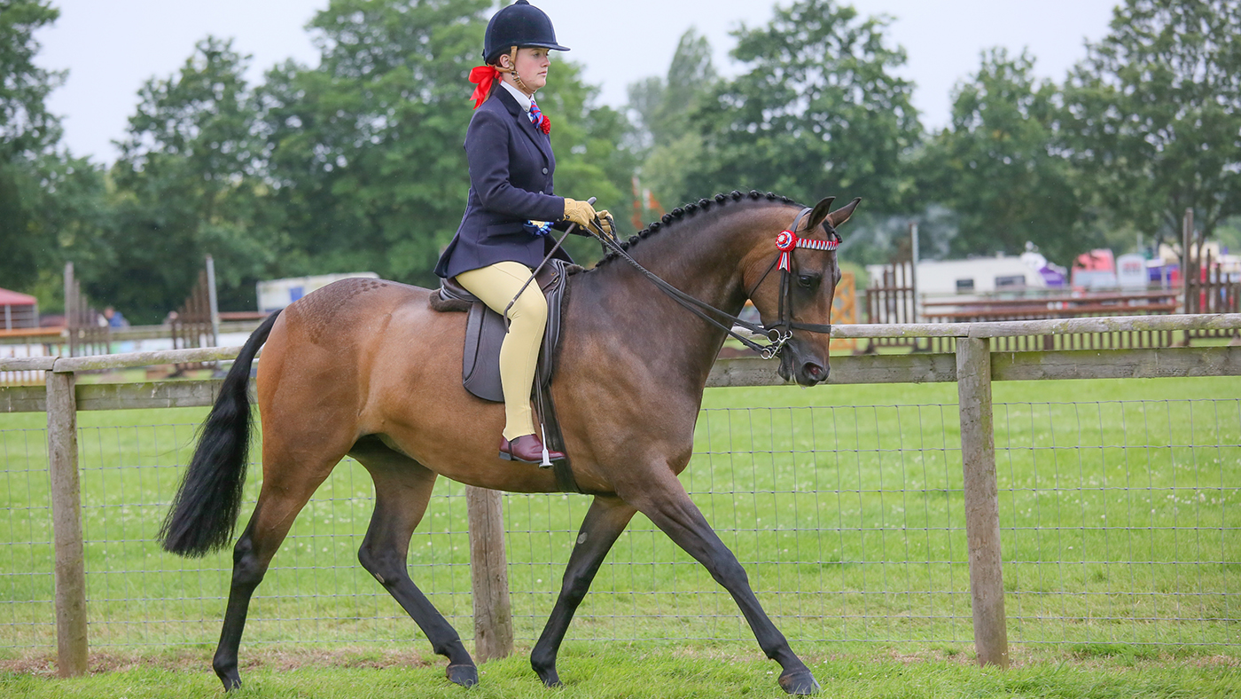 Devon County: Third-time lucky as working hunter collects HOYS ticket ...