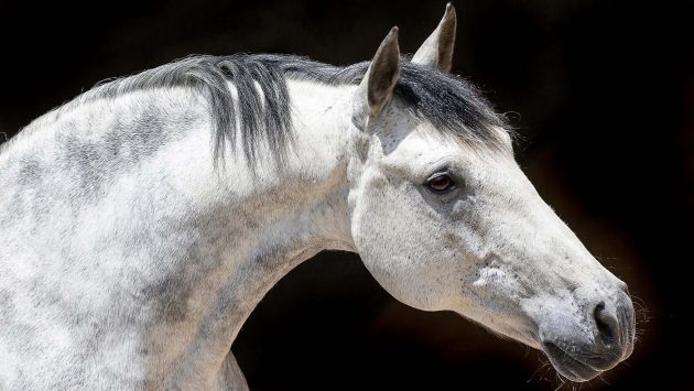 Andalusian horse: the looks, heritage and history of the Spanish breed