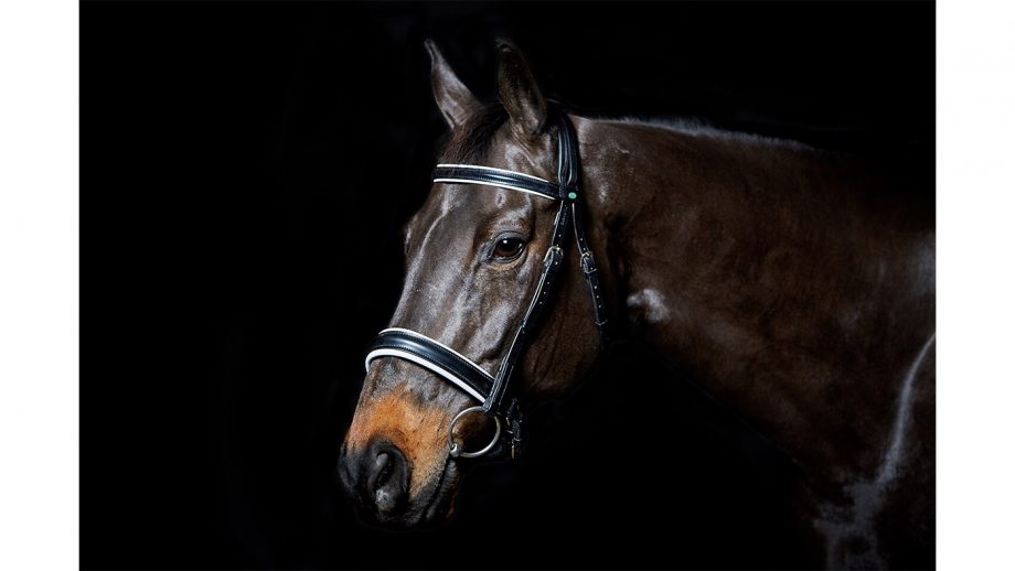 Best bridles for everyday riding and competition | Horse & Hound