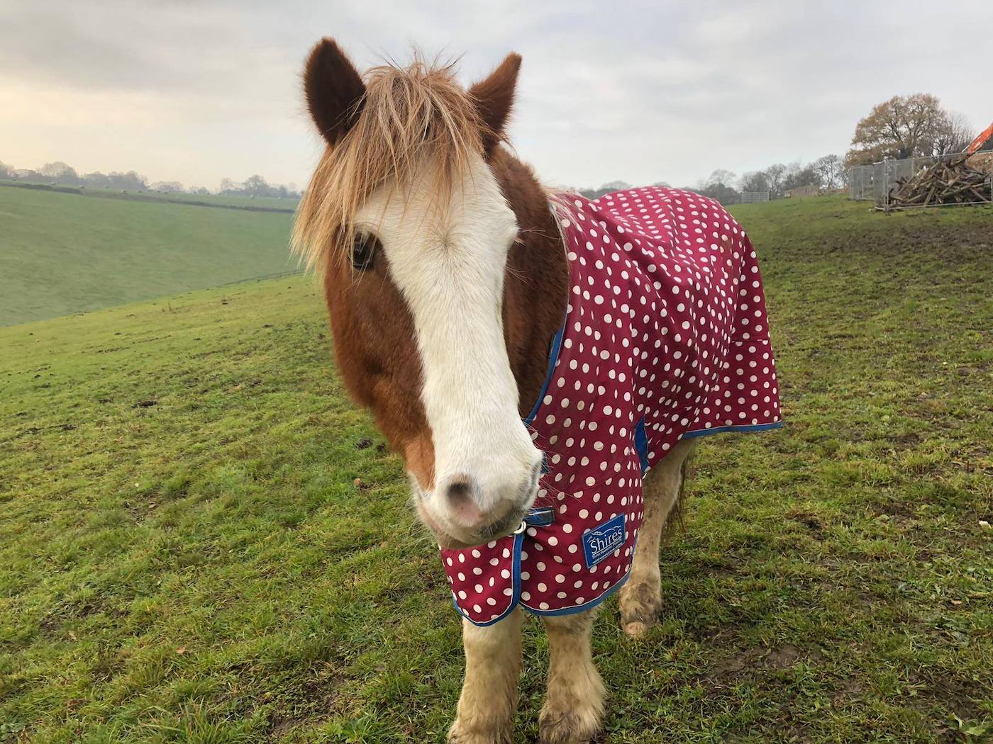 Heartbreak as Riding for the Disabled ‘wonder pony’ put down aged 30 ...