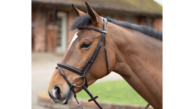 Best anatomical bridles for all budgets | Horse & Hound
