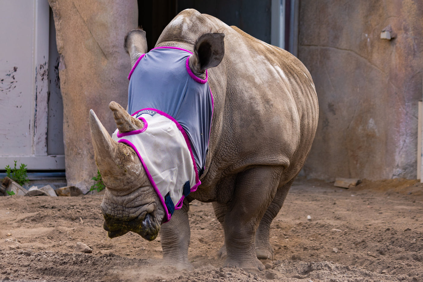 Company overcomes horn challenge to create huge fly masks for rhino ...