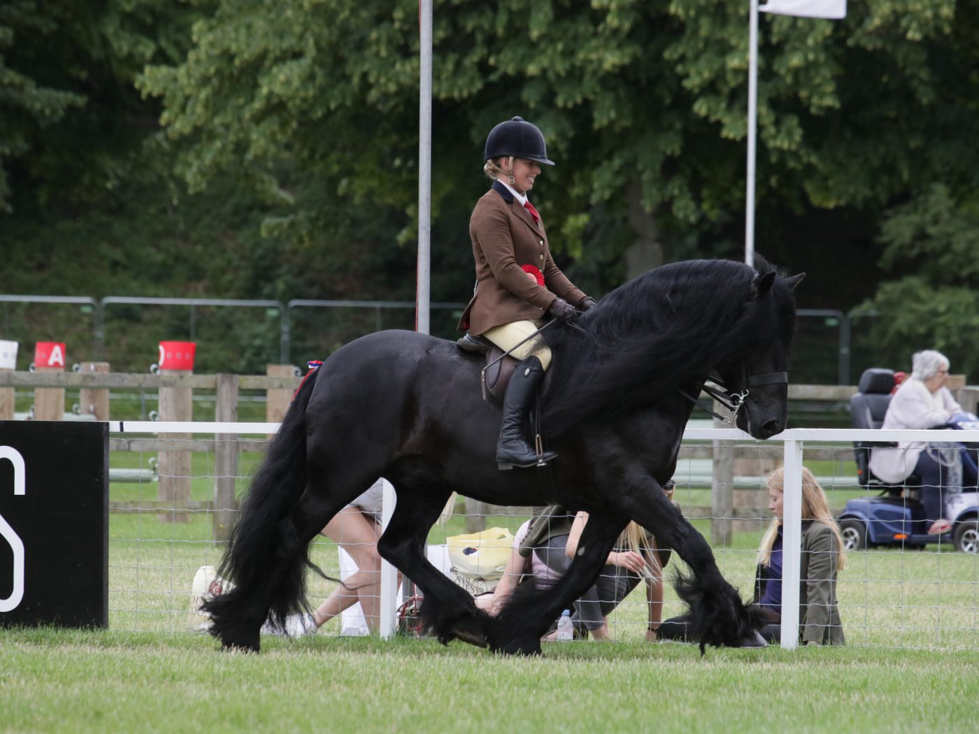 Dales stallion surprises breeders with championship victory and ticket ...