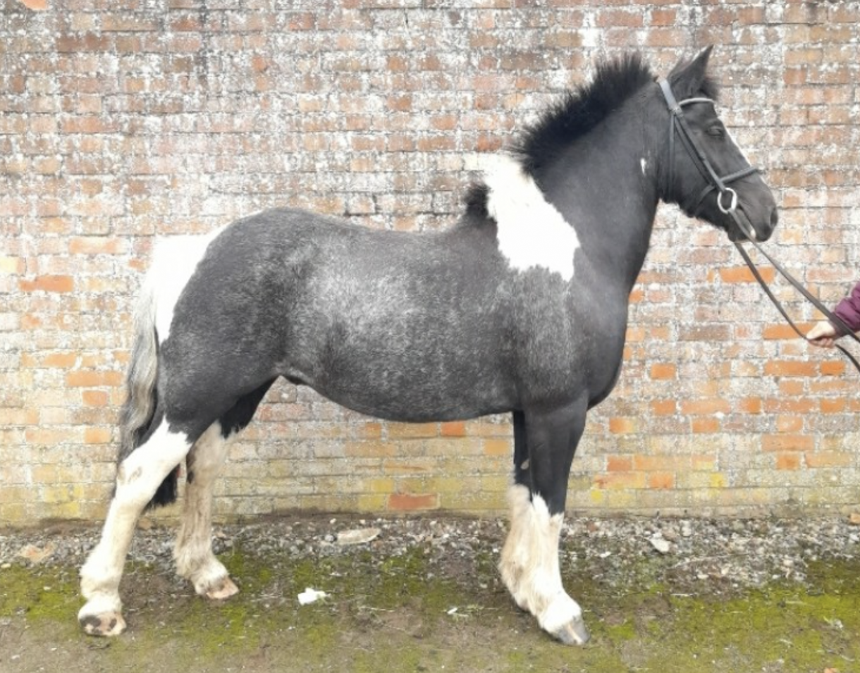 5 cool cobs you’ll want in your stable - Horse & Hound