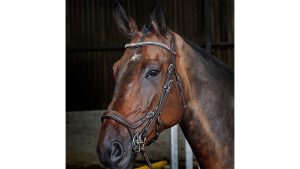 Best anatomical bridles for all budgets | Horse & Hound
