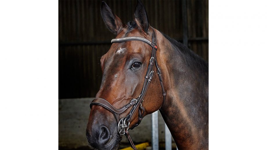 Best anatomical bridles for all budgets | Horse & Hound