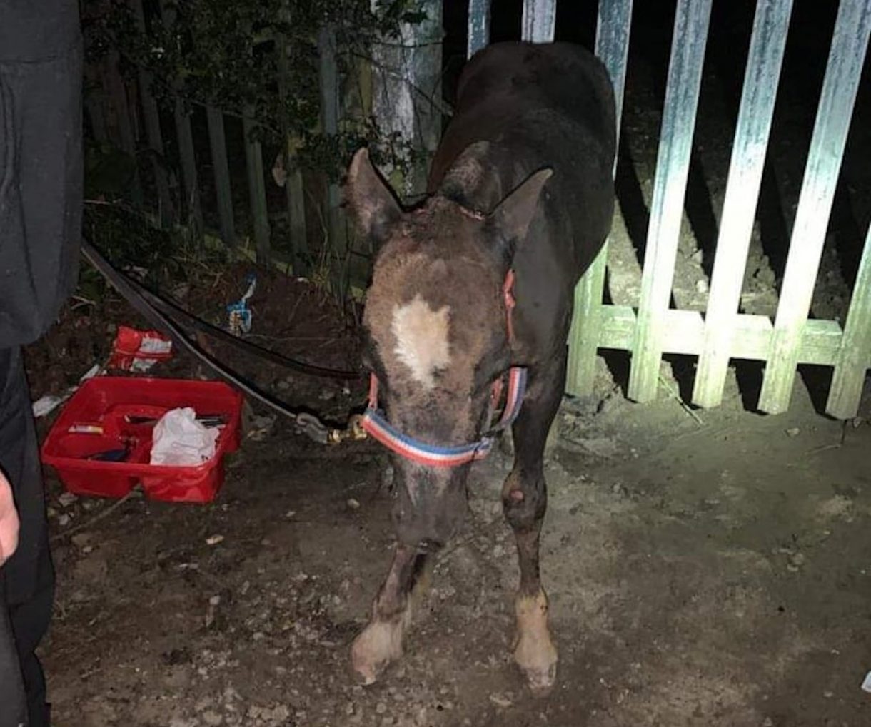 Yearling dies and foal burned in stable fire thought to have been ...