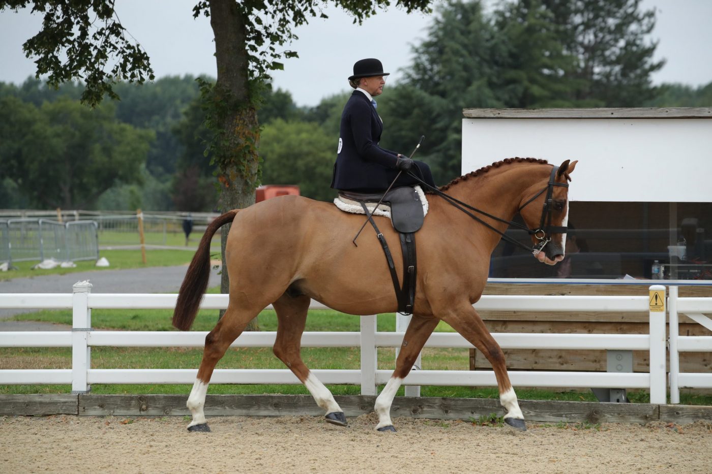 Road to HOYS: Cloneyhea Clancy - Horse & Hound
