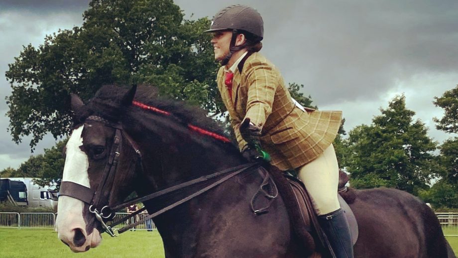 The Shire horse: all you need to know about this majestic breed - Horse ...