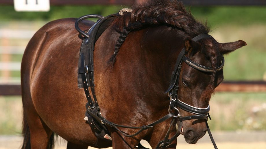 The de Gogue - Horse & Hound