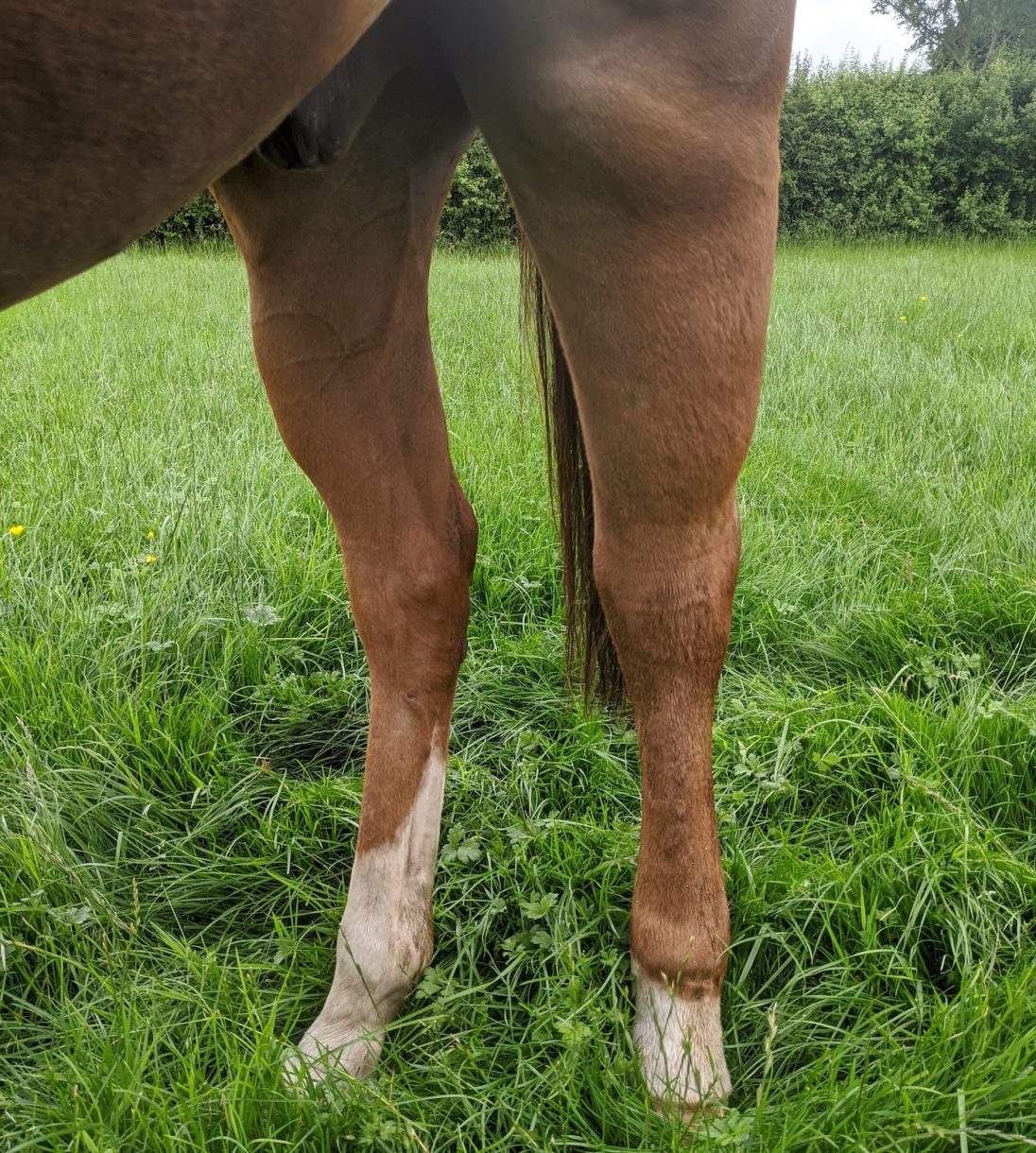 ‘He’s my everything’: 26-year-old horse who beat bone infection ...