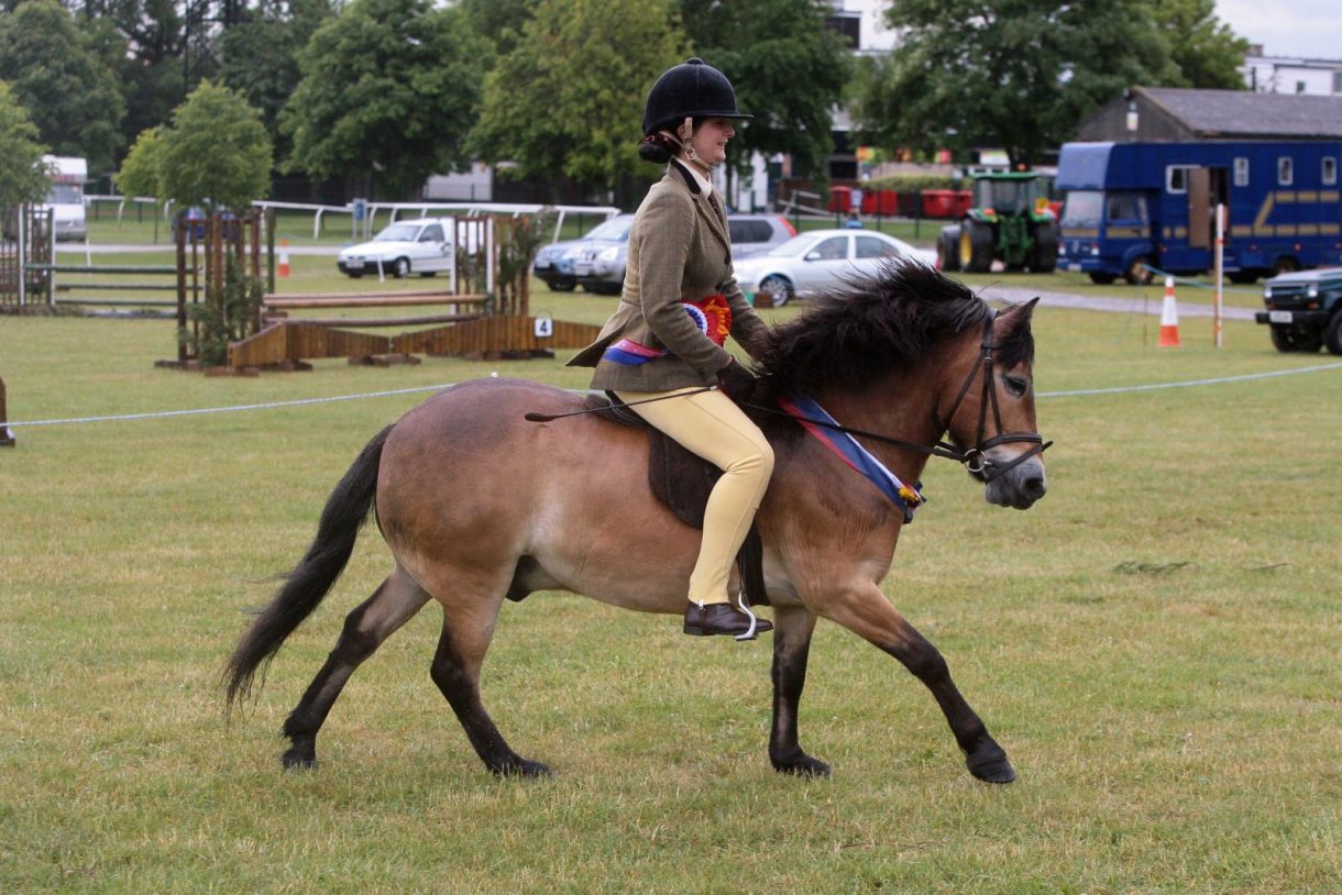 Smallest horses in the world – meet the record breakers