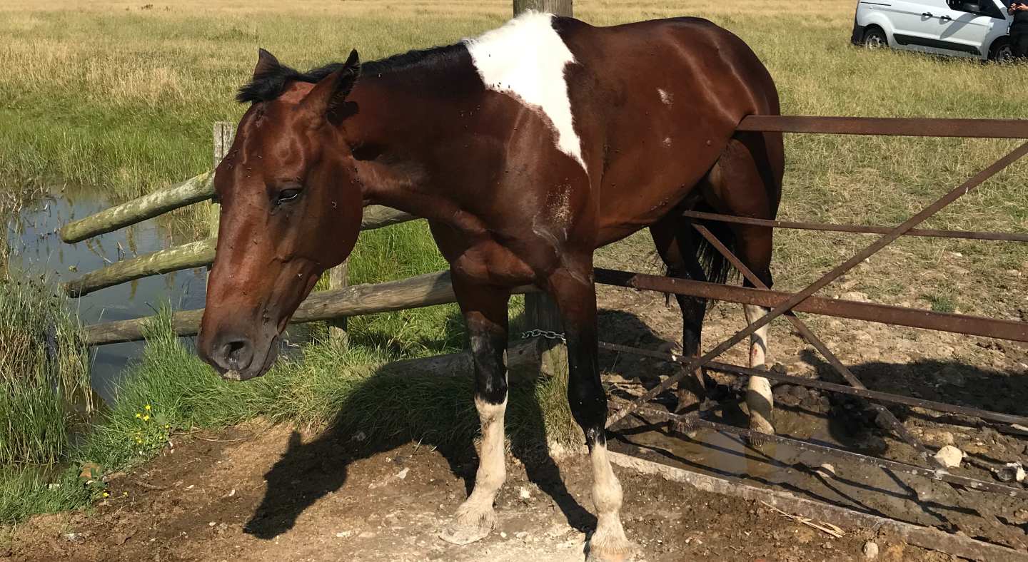 Stallion found stuck over gate after pursuit of mares goes wrong ...